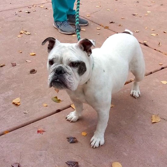 LaLa - Adopted - NorCal Bulldog Rescue