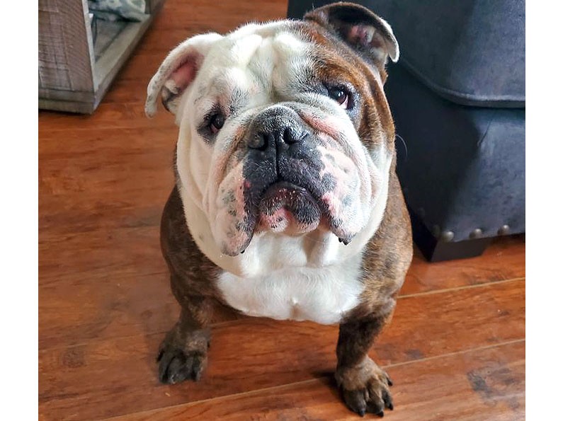 Available Bulldogs | Northern California #EnglishBulldogs