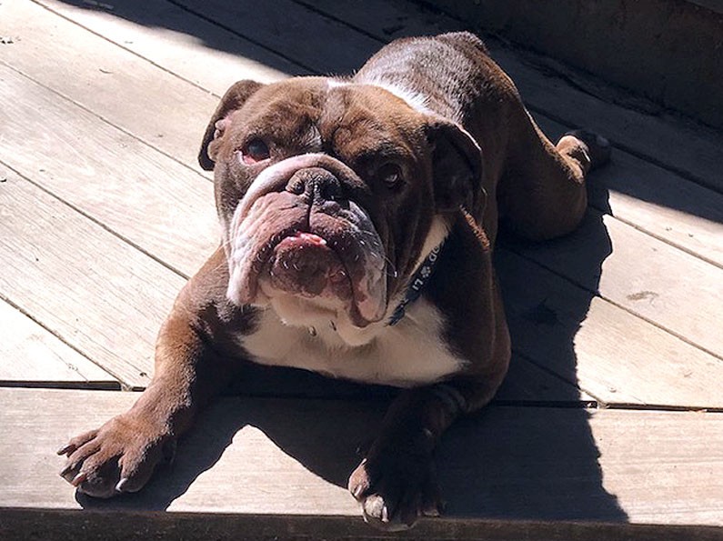 Available Bulldogs | Northern California #EnglishBulldogs