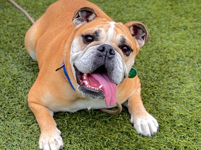 Available Bulldogs | Northern California #EnglishBulldogs