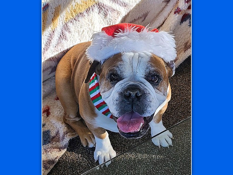 Available Bulldogs | Northern California #EnglishBulldogs