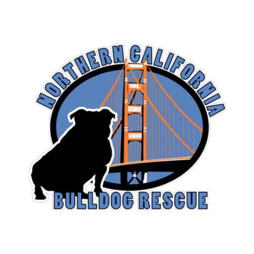 Available English Bulldogs and How to Adopt Them