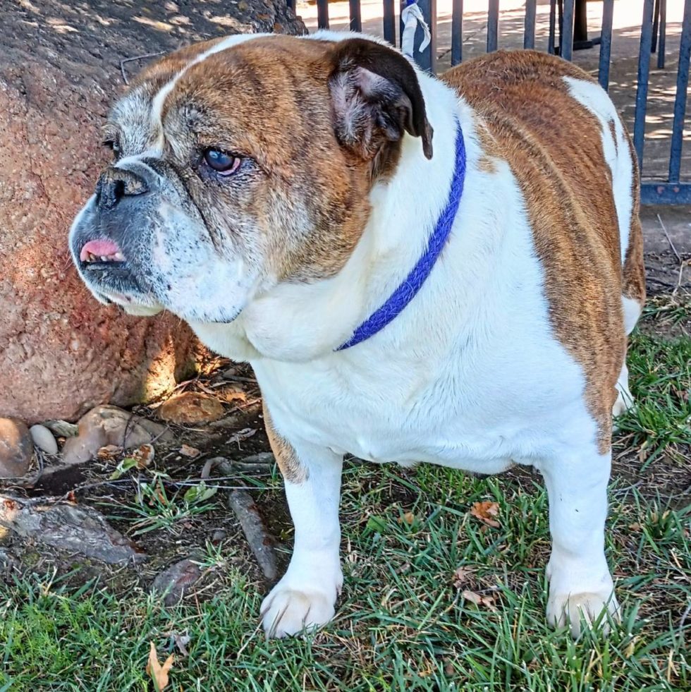 Dolly - Adopted - NorCal English Bulldog Rescue