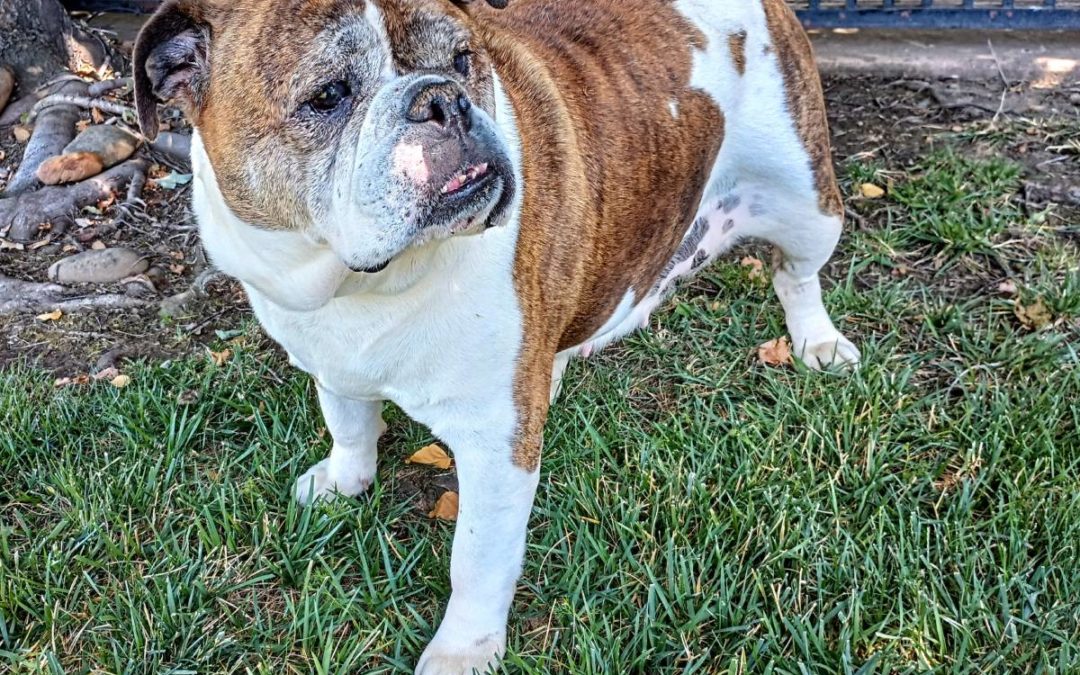 Dolly - NorCal English Bulldog Rescue