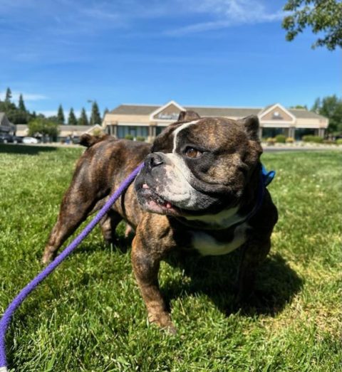 Ellie Mae English Bulldog - NorCal English Bulldog Rescue