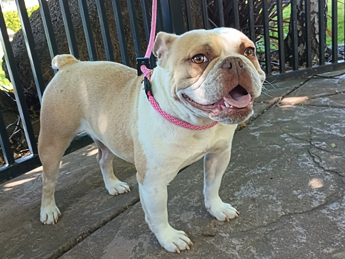 Available English Bulldogs