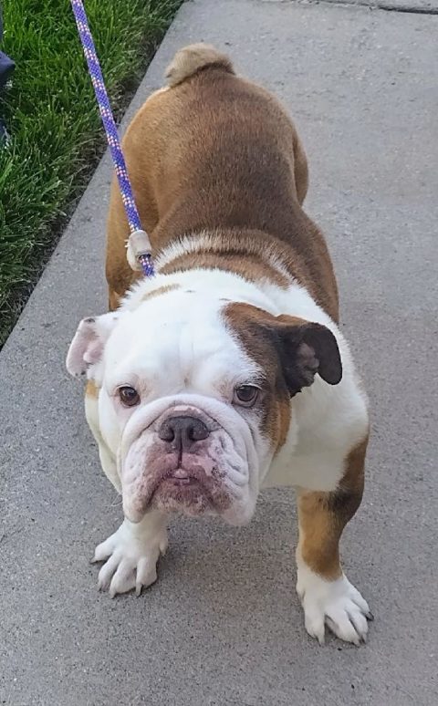 Carly- Adopted - NorCal English Bulldog Rescue