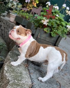 Coco English Bulldog - NorCal English Bulldog Rescue