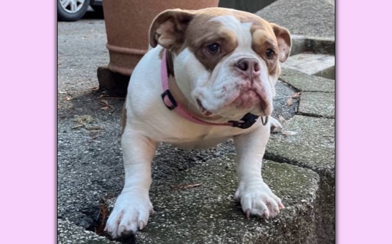 Coco English Bulldog - NorCal English Bulldog Rescue