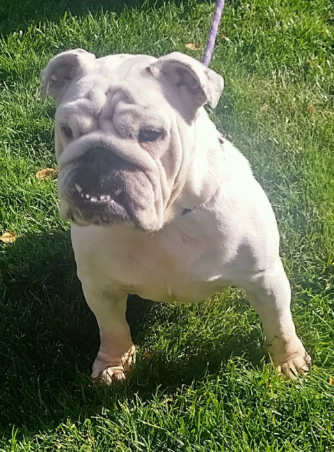 Snow - Adopted - NorCal English Bulldog Rescue