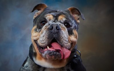 Available English Bulldogs