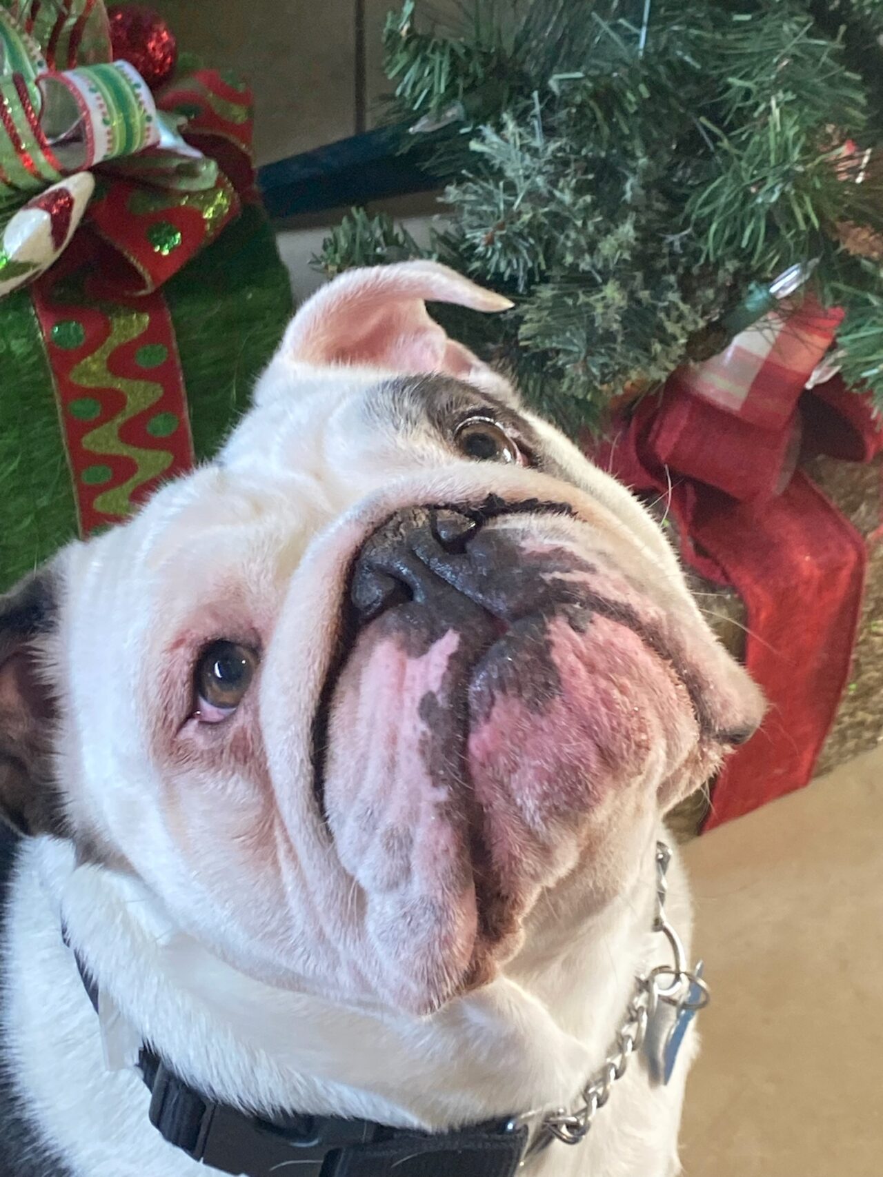 Frank - Adopted - NorCal English Bulldog Rescue