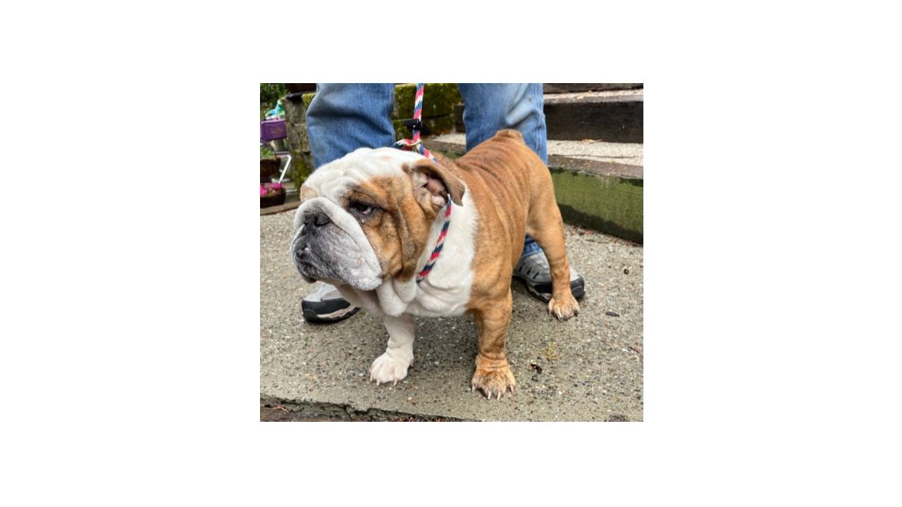 Chonkers - Adopted - NorCal English Bulldog Rescue