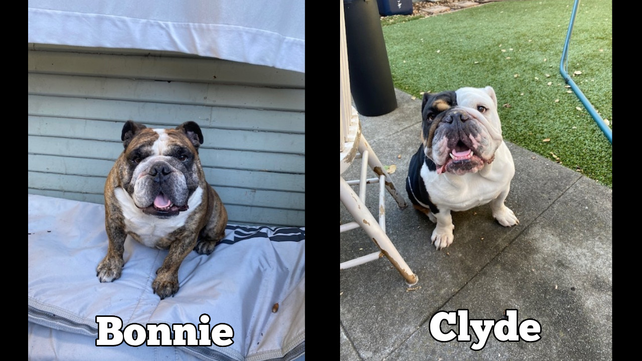 Available English Bulldogs