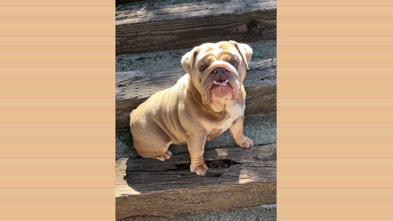 Daphne English Bulldog - NorCal English Bulldog Rescue
