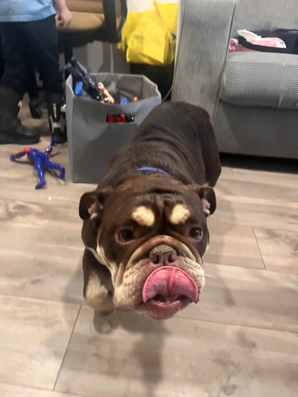 Darla English Bulldog - NorCal English Bulldog Rescue