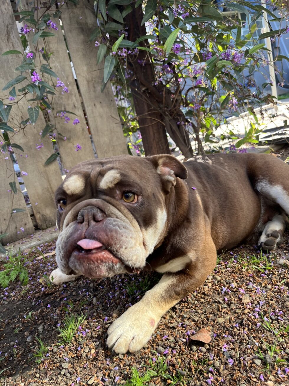 Darla English Bulldog - NorCal English Bulldog Rescue