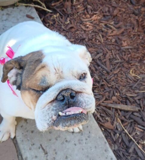 Lady Marmalai - NorCal English Bulldog Rescue