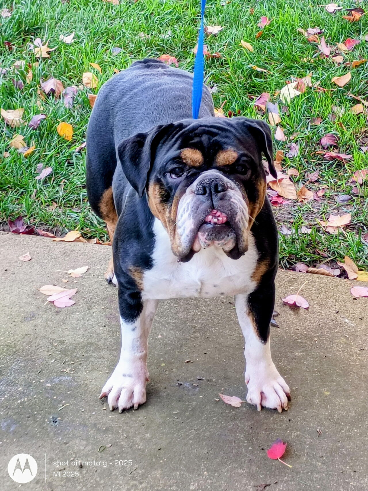 Cookie Crumbs - Adopted - NorCal English Bulldog Rescue