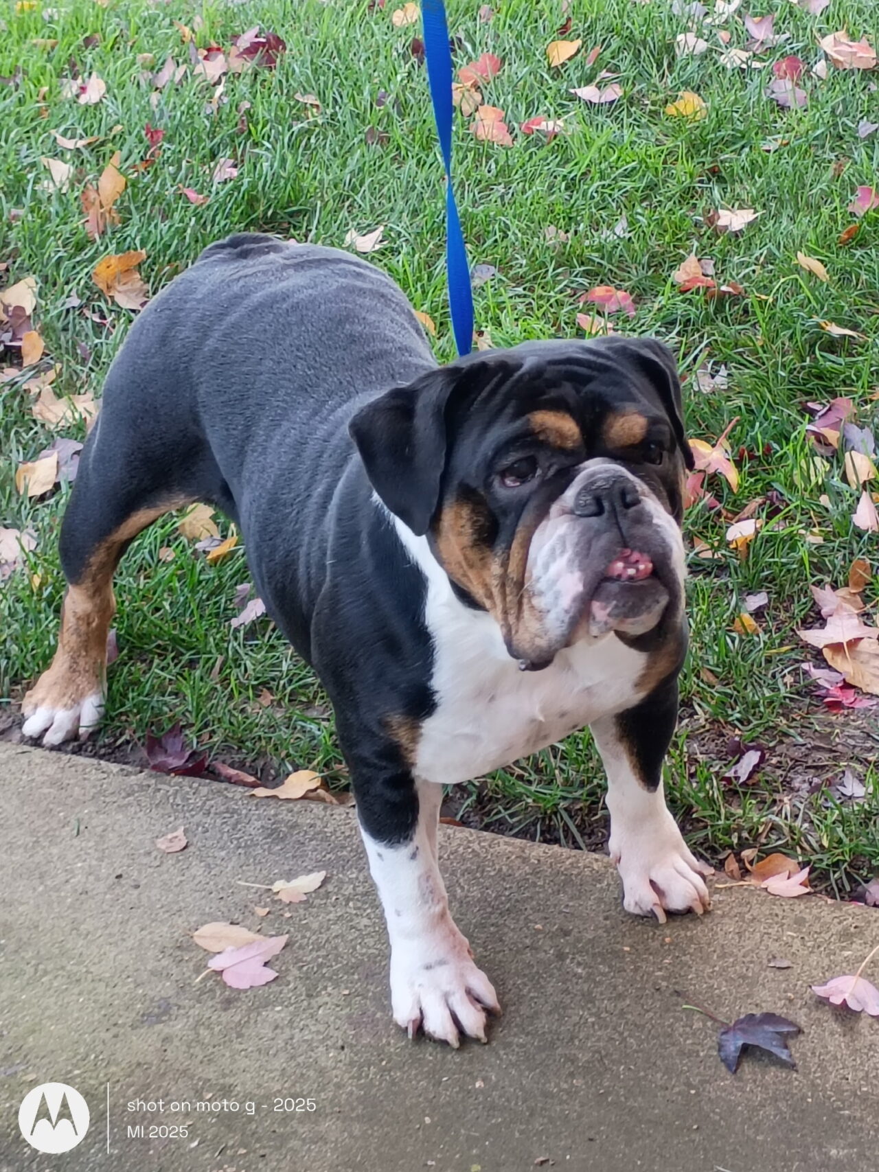 Cookie Crumbs - Adopted - NorCal English Bulldog Rescue