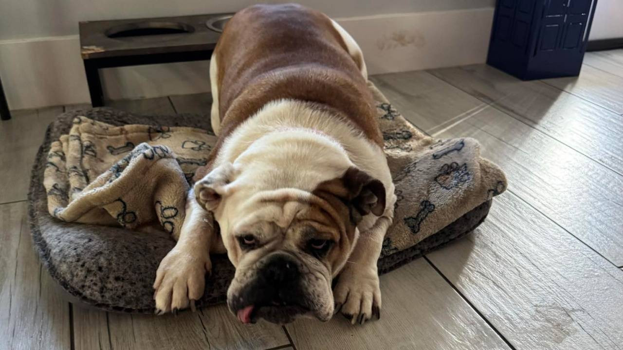 Cece - Courtesy Post - NorCal English Bulldog Rescue